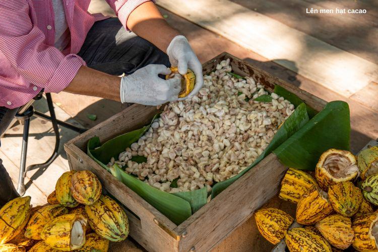 Quy Trình Lên Men Hạt Cacao: Bước Quan Trọng Để Tạo Nên Hương Vị ...